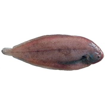 SOGLIOLA - PESCE INTERO SENZA PELLE PESCATO (Minimo € 37,99 - 13,1 % ...